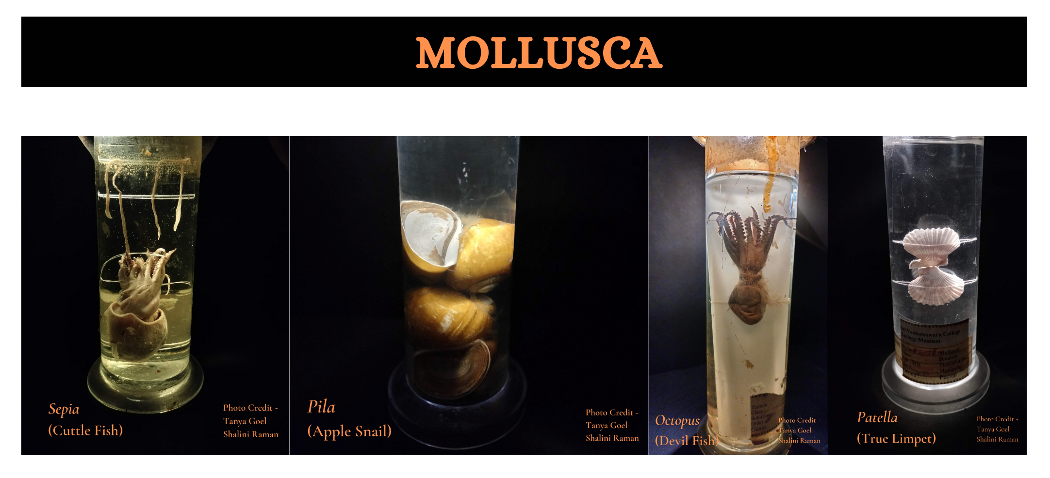 e-Museum Gallery